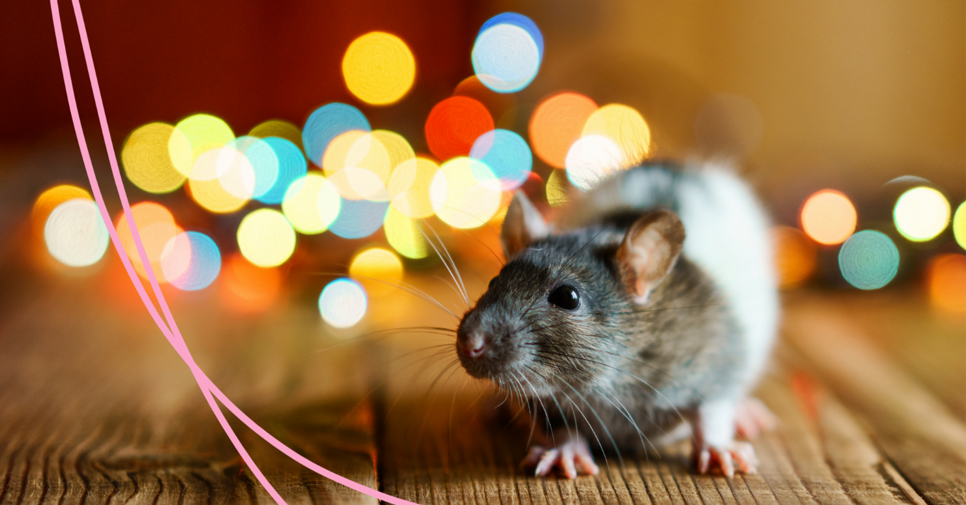 A Win for Animals: FDA Modernization Act 3.0 Passes Senate – Rise for ...
