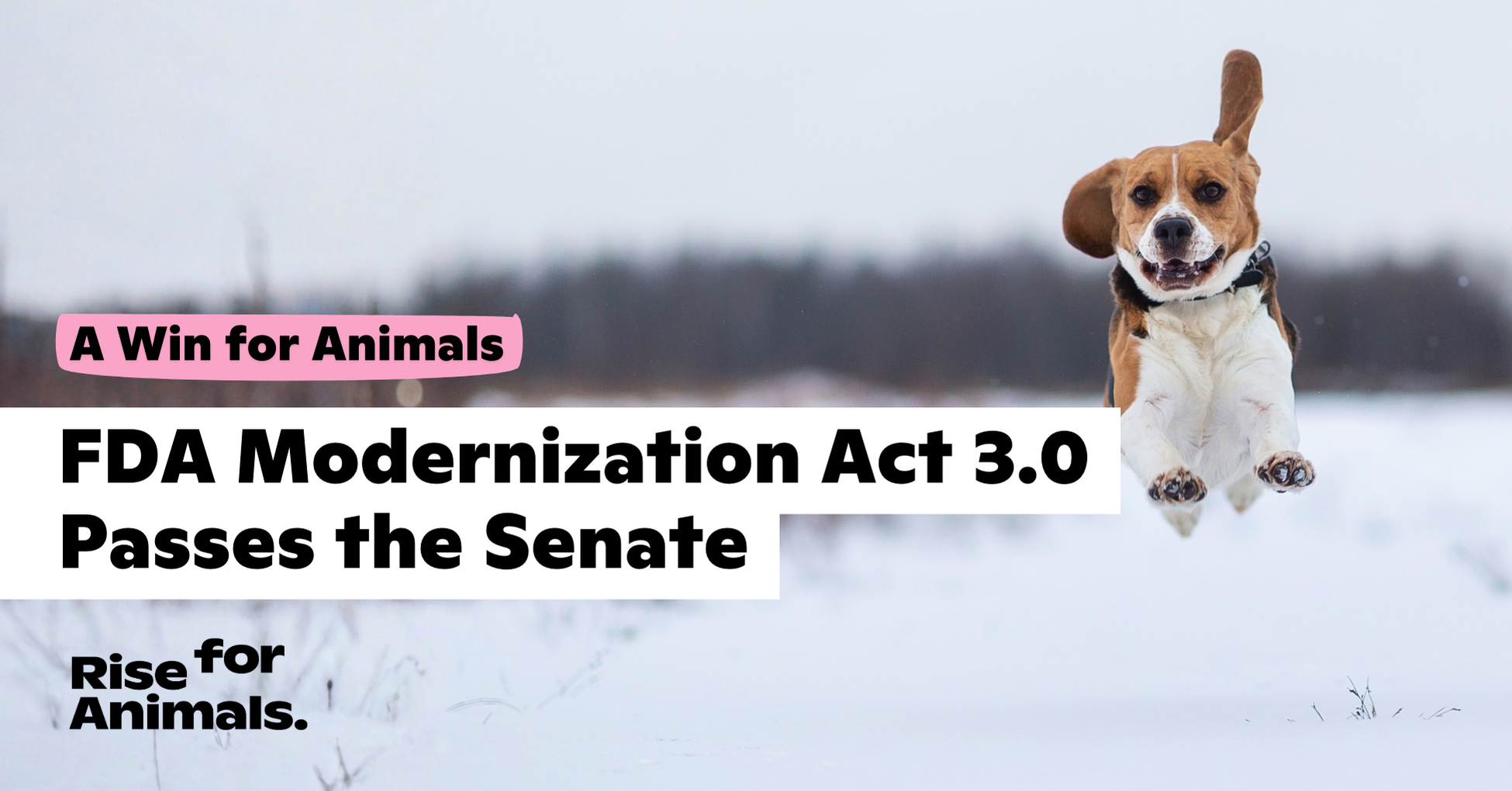 A Win for Animals: FDA Modernization Act 3.0 Passes Senate – Rise for ...