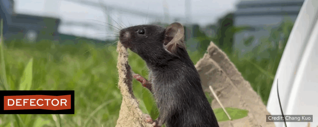 Animal Research News Roundup: January 16, 2026 – Rise for Animals