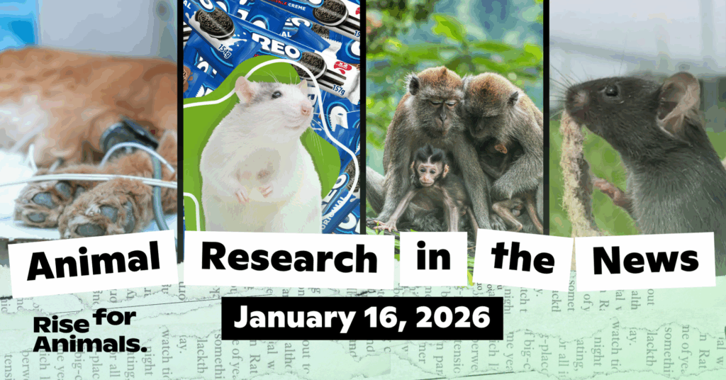 Animal Research News Roundup: January 16, 2026 – Rise for Animals