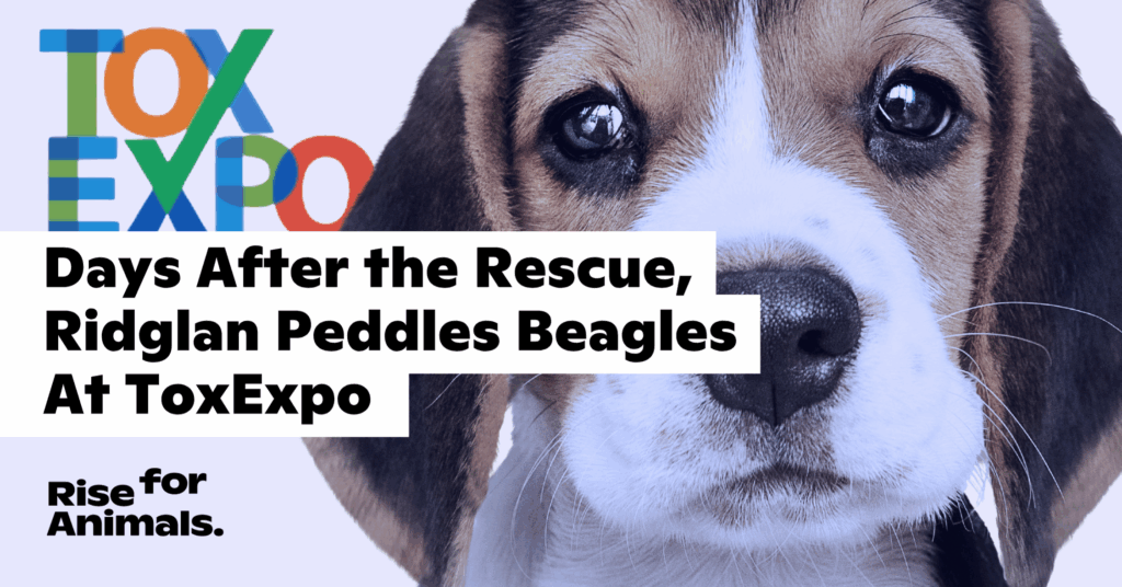 Days After the Rescue, Ridglan Peddles Beagles at ToxExpo – Rise for ...